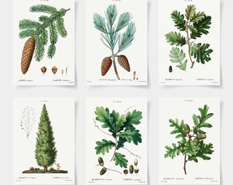 Tree Leaves Identification Poster British Species - Etsy UK