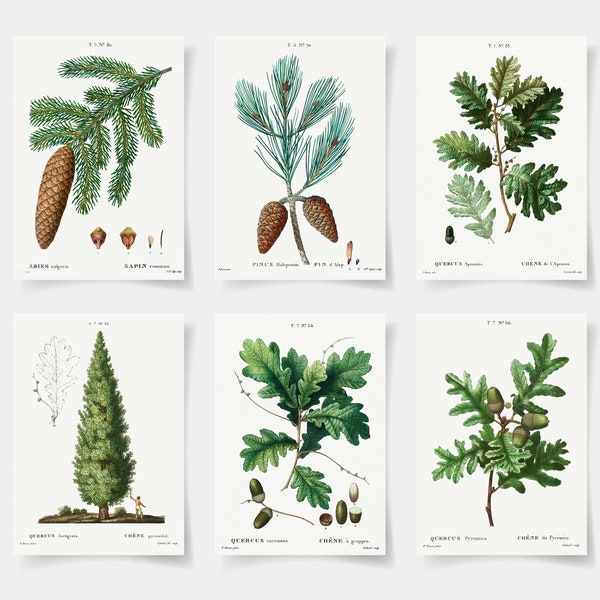 Tree Identification - Etsy