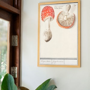 Vintage Botanical Print Mushrooms Science 1909 - Kitchen Decor ...