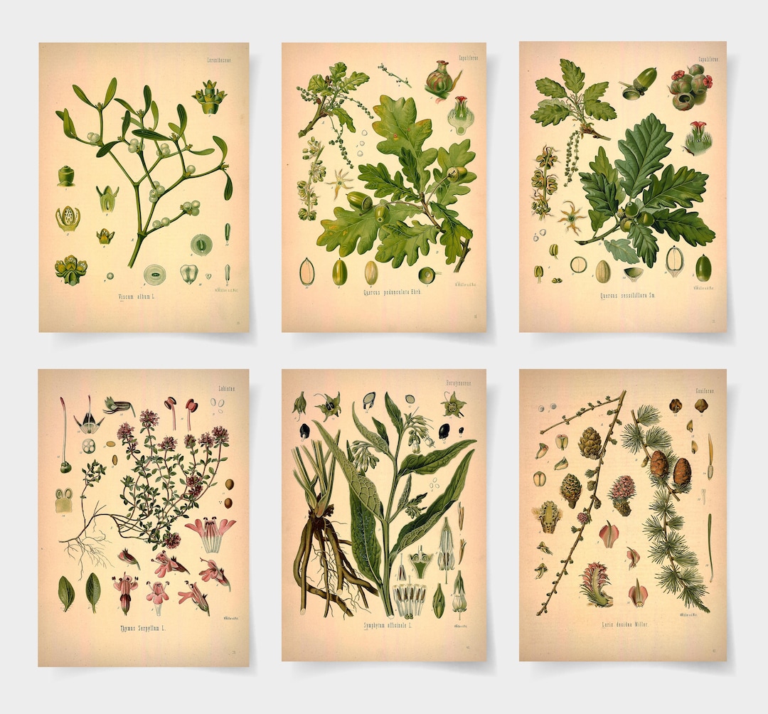 Botanical Poster Set of 6 Flowers, Botanical Prints Wildflower, Floral ...