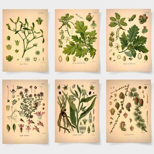 Botanical Poster Set of 6 Flowers, Botanical Prints Wildflower, Floral ...