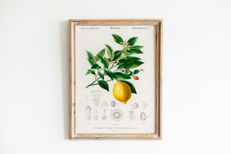 Lemon Poster Lemon Wall Art Lemon Art Kitchen Poster | Etsy