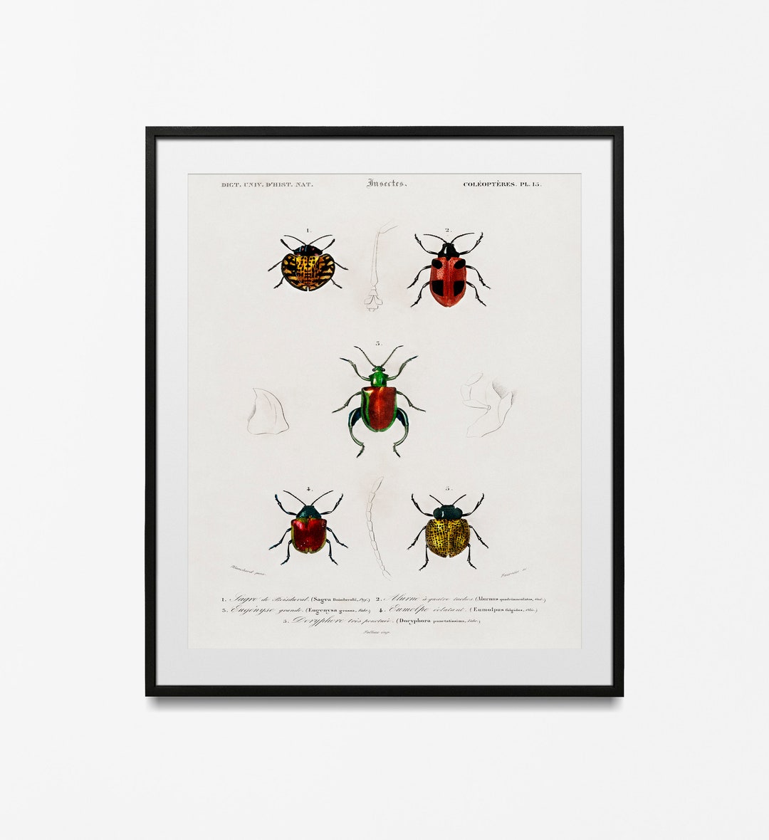 Vintage Wissenschaft Insekt gemalt von Adolphe Millot, Larousse ...