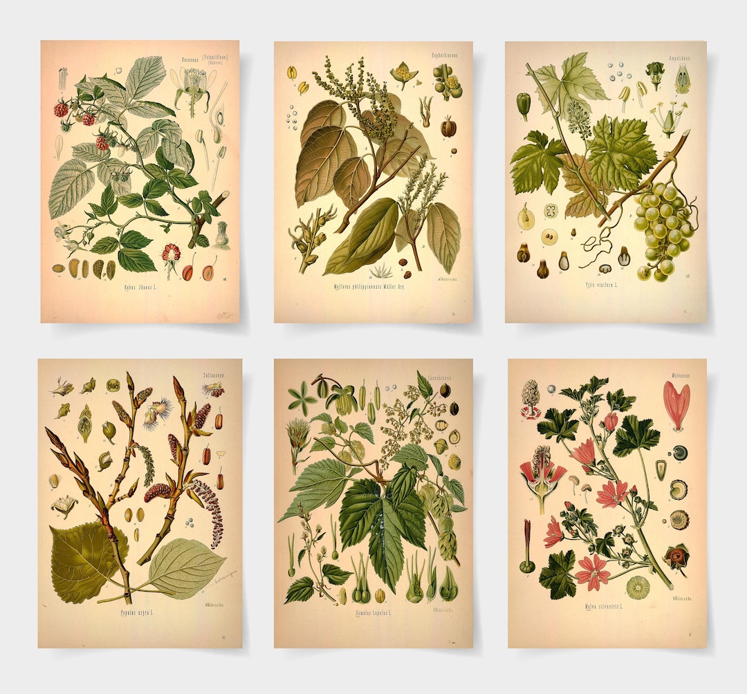 Botanical Print Botanical Poster Set of 6 Flowers, Botanical Prints ...