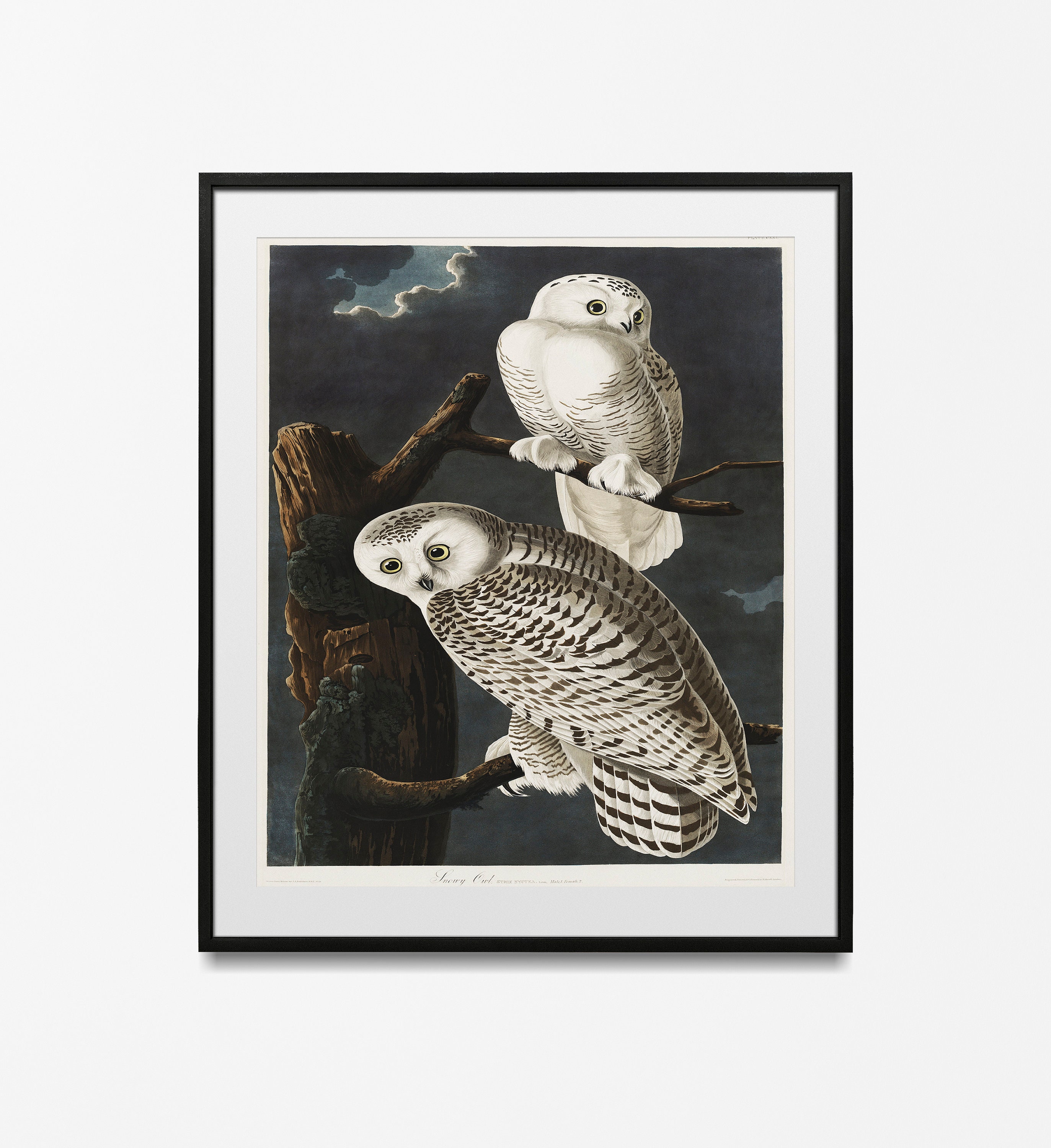 Audubon Birds Owls