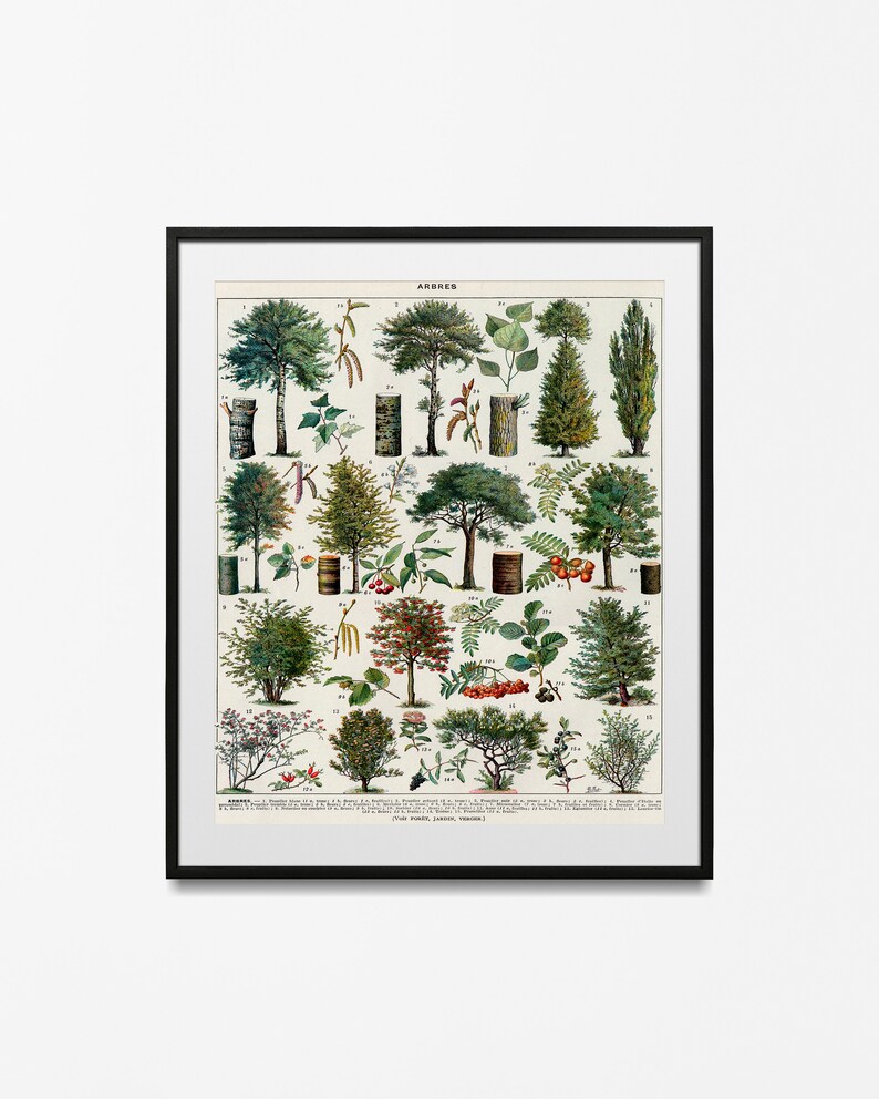 Forest Wall Art, Wall Tree Poster, Tree Set of 3 Prints, Tree Species ...
