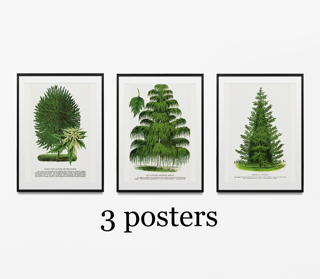 Forest Wall Art, Wall Tree Poster, Tree Set of 3 Prints, Tree Species ...