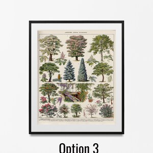 Forest Wall Art, Wall Tree Poster, Tree Prints, Tree Species Wall Art, Trees Print Vintage ...