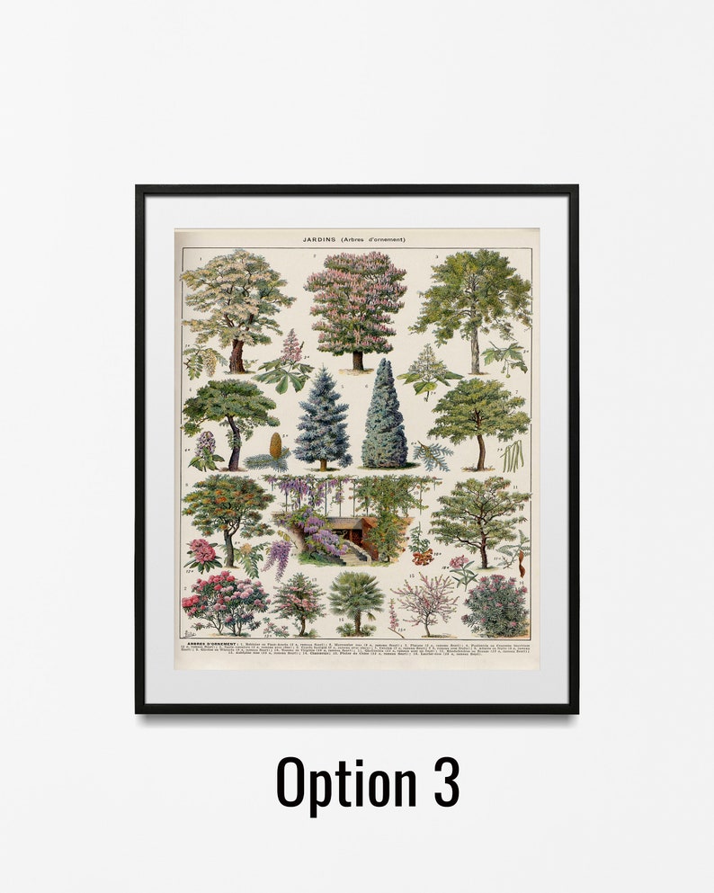 Forest Wall Art Wall Tree Poster Tree Prints Tree Species - Etsy