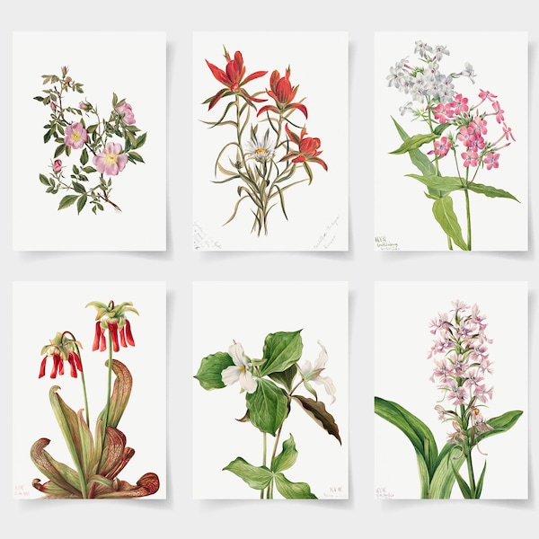 Botanical Poster - Etsy