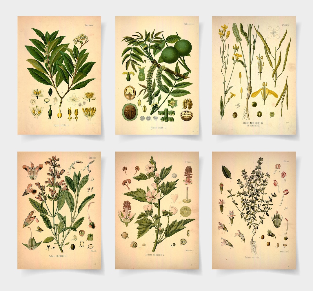 Botanical Print Botanical Poster Set of 6 Flowers, Botanical Prints ...