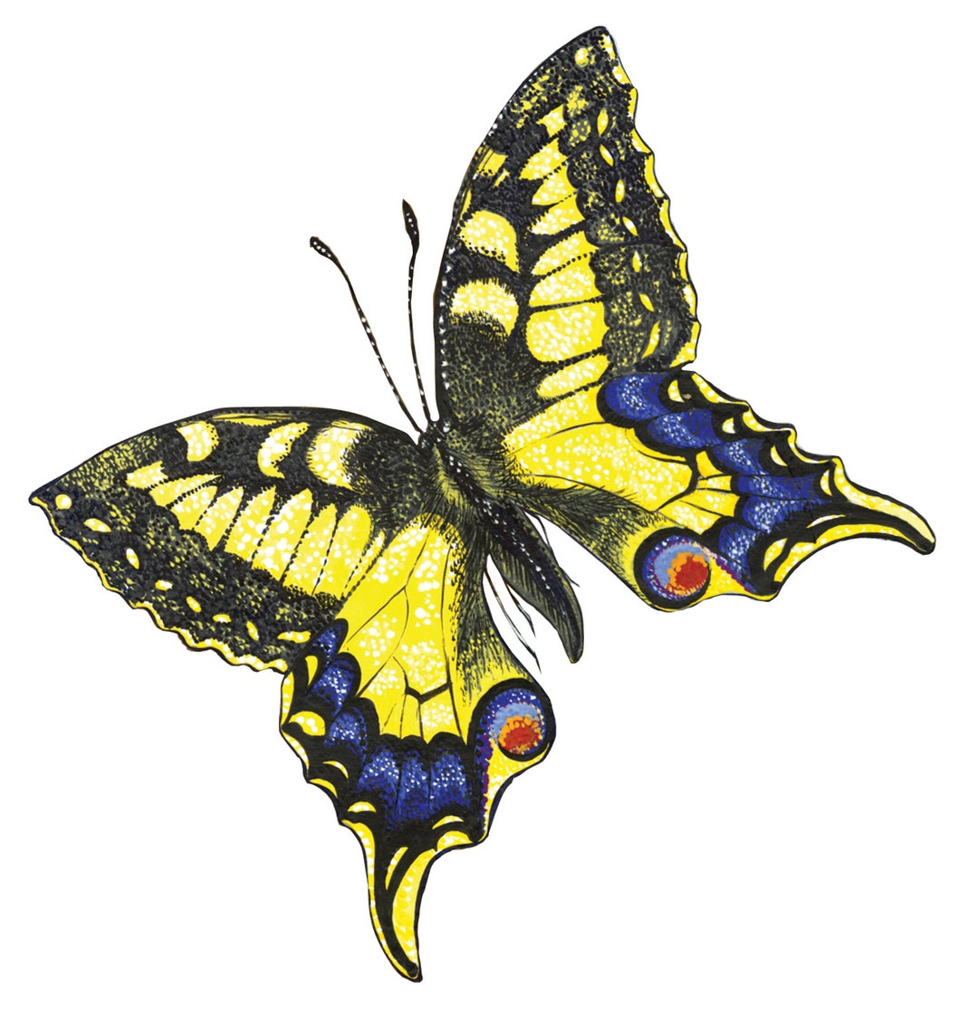 Swallowtail - Limited Edition Print - Etsy