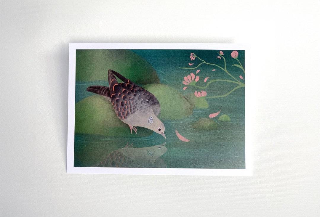 5x7 Turtle Dove // Premium Art Print Postcard // Birdwatching Gifts ...