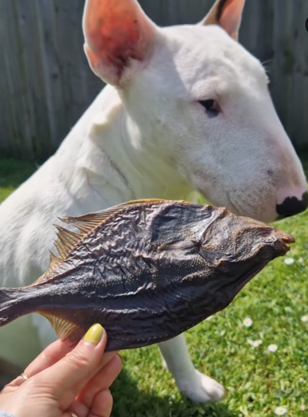 Flounder Dog Treat, Healthy Dog Treat, Whole Fish Dog Treat, Natural ...