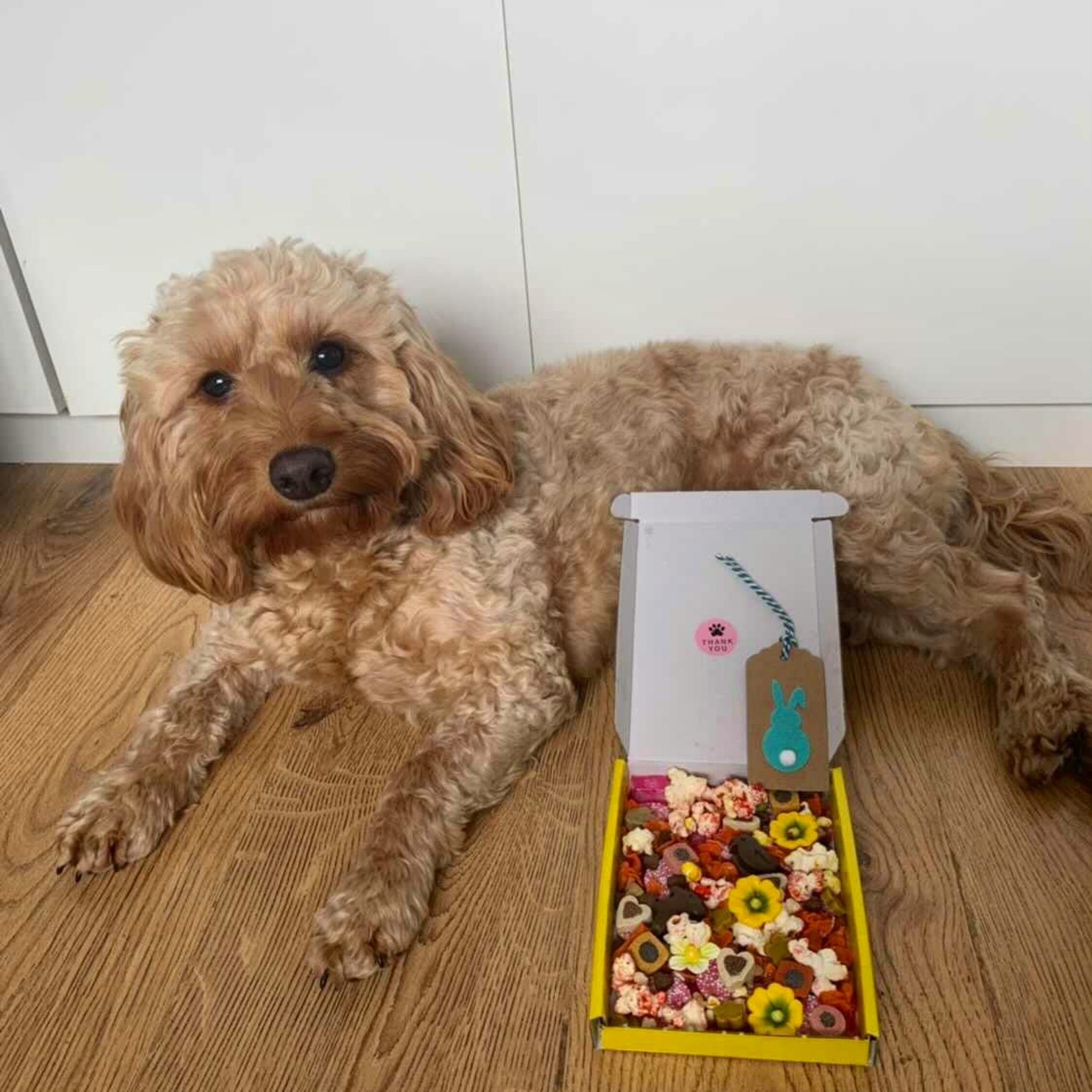 Dog Treat Box Personalised Letterbox Gift Birthday Gotcha | Etsy UK