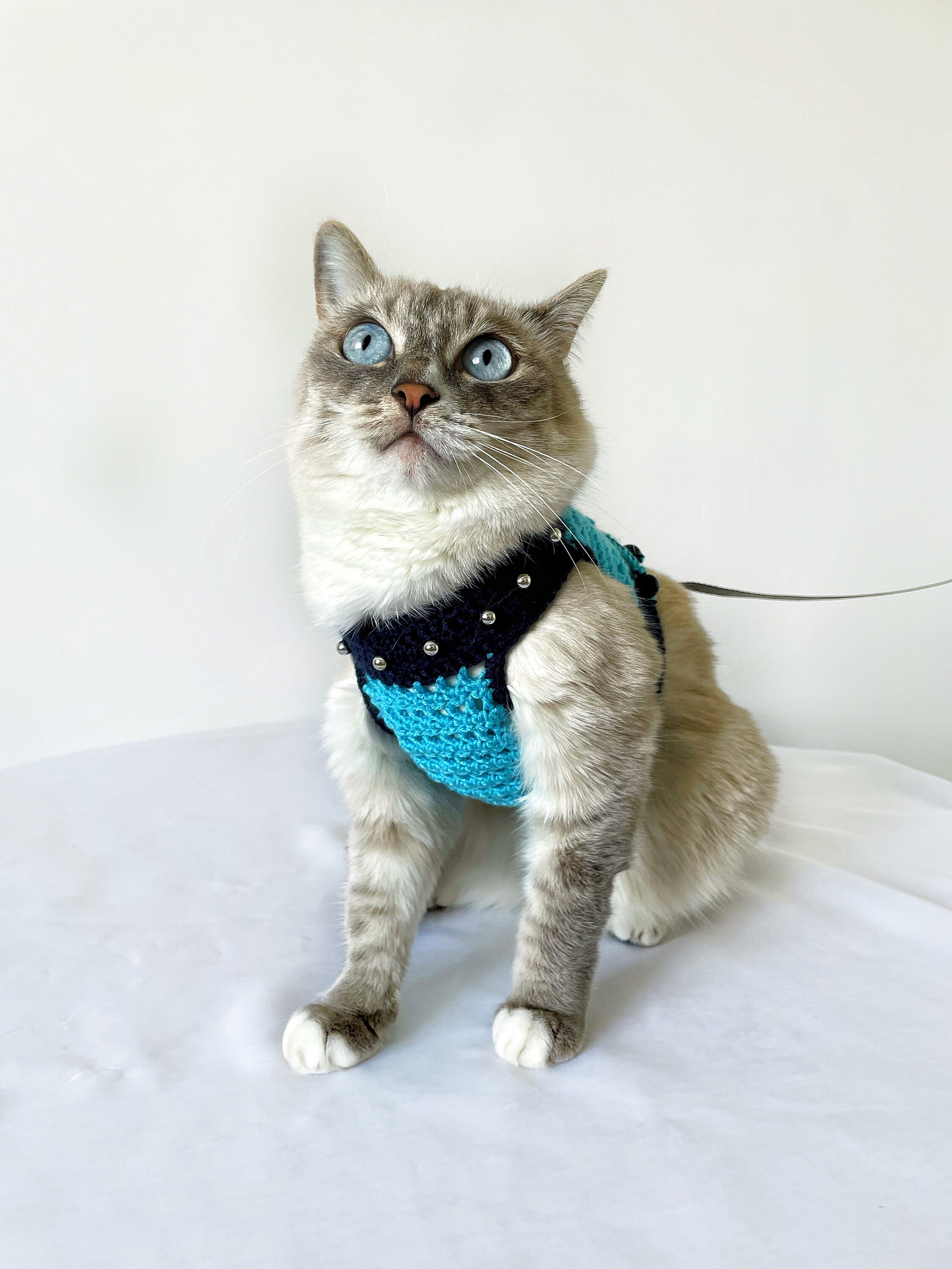 Crochet Dog Harness Pattern: Small Dog & Cat Vest DIY (PDF File) - Etsy