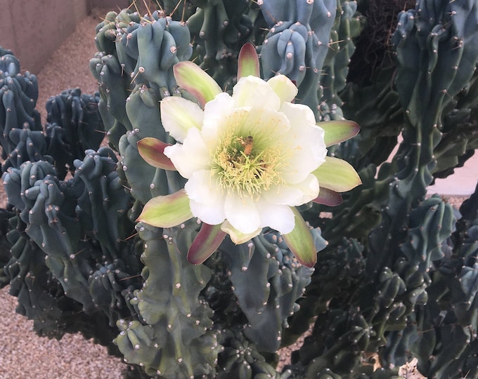 Monstrose Apple Cactus (cereus Repandus/peruvianus F. Monstrosa) - Etsy