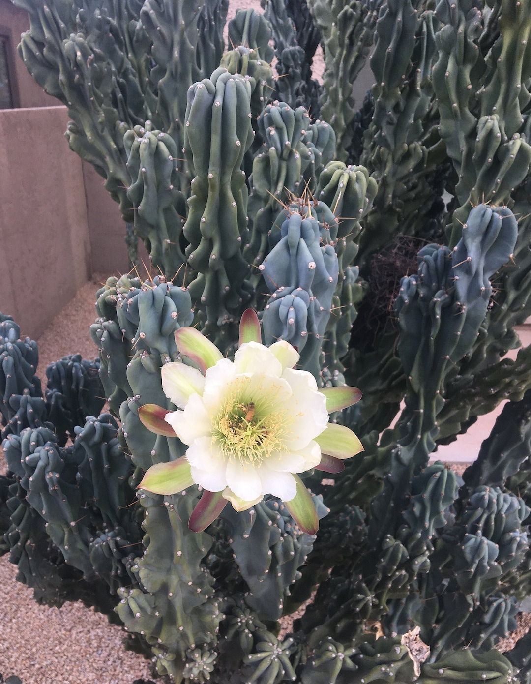 Monstrose Apple Cactus (cereus Repandus/peruvianus F. Monstrosa) - Etsy