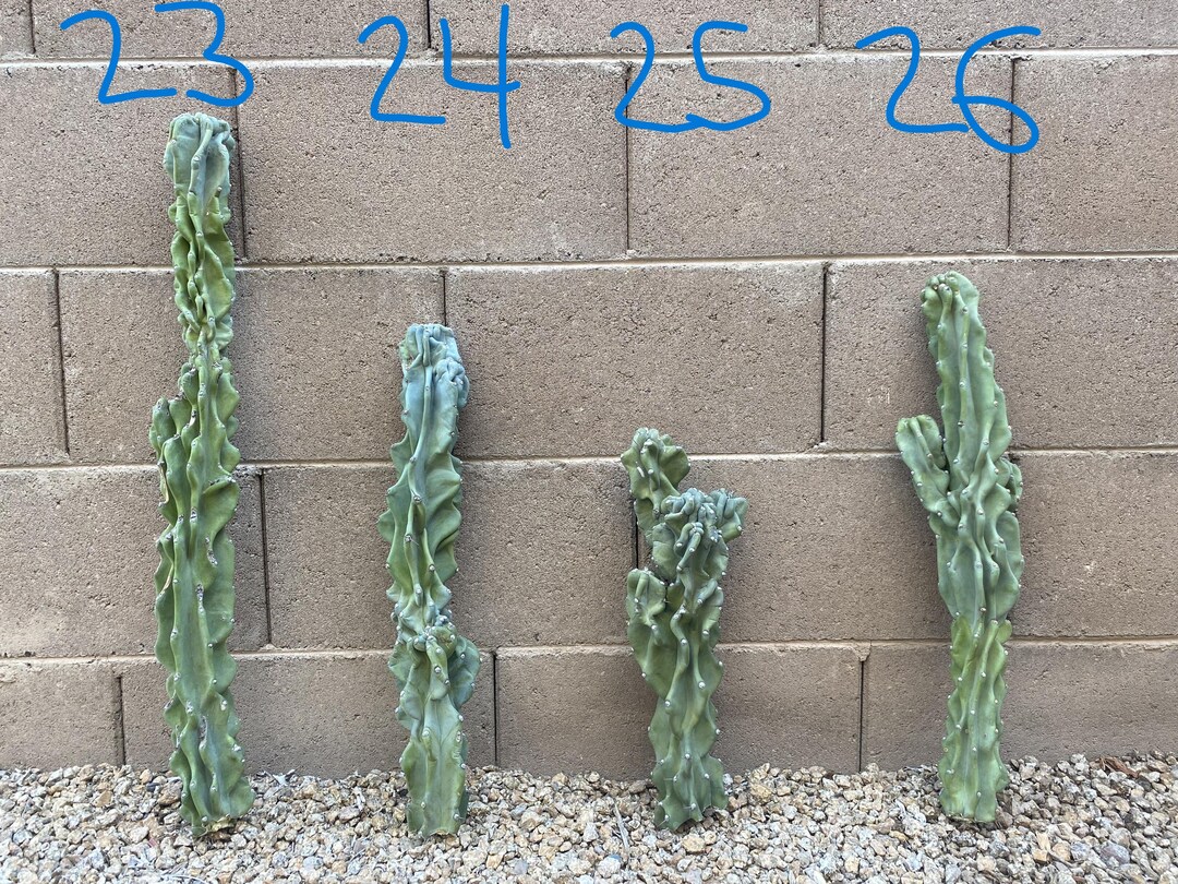 Monstrose Apple Cactus cereus Repandus/peruvianus F. Monstrosa - Etsy