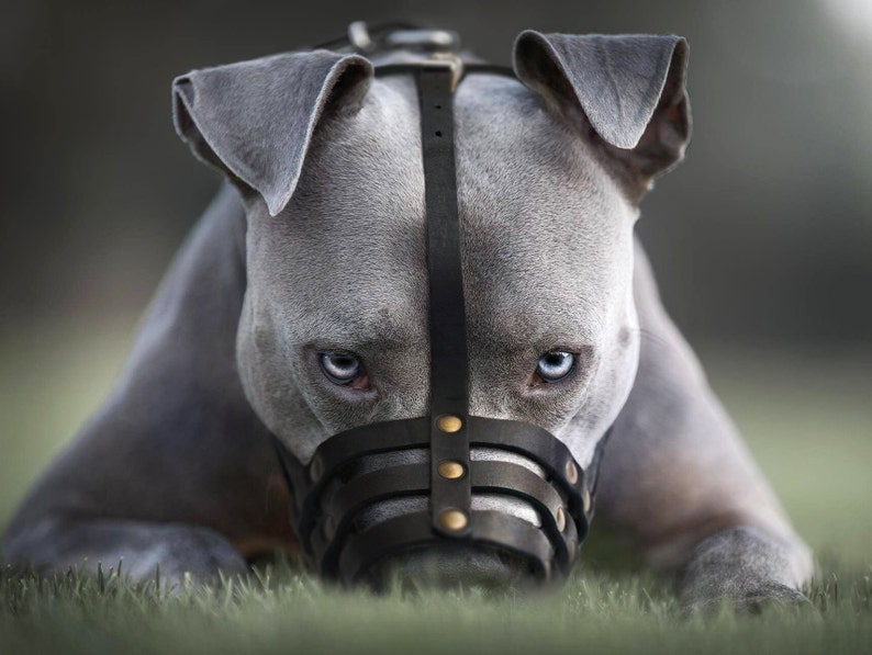 Leather Muzzle for Pitbull Personalized Dog Muzzle Pitbull - Etsy