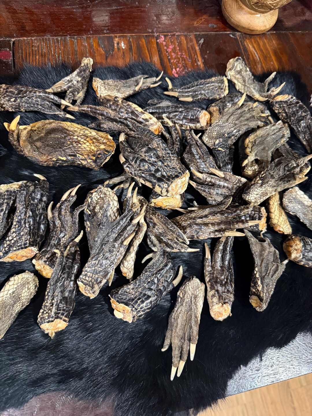 Alligator Claws - Etsy