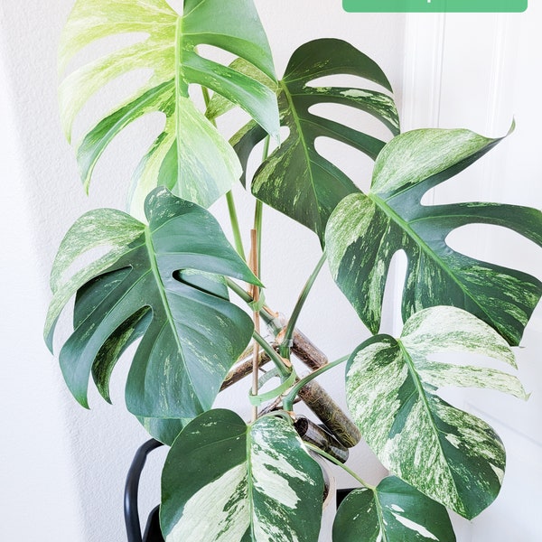 Monstera Variegated Noid Large Form - Etsy