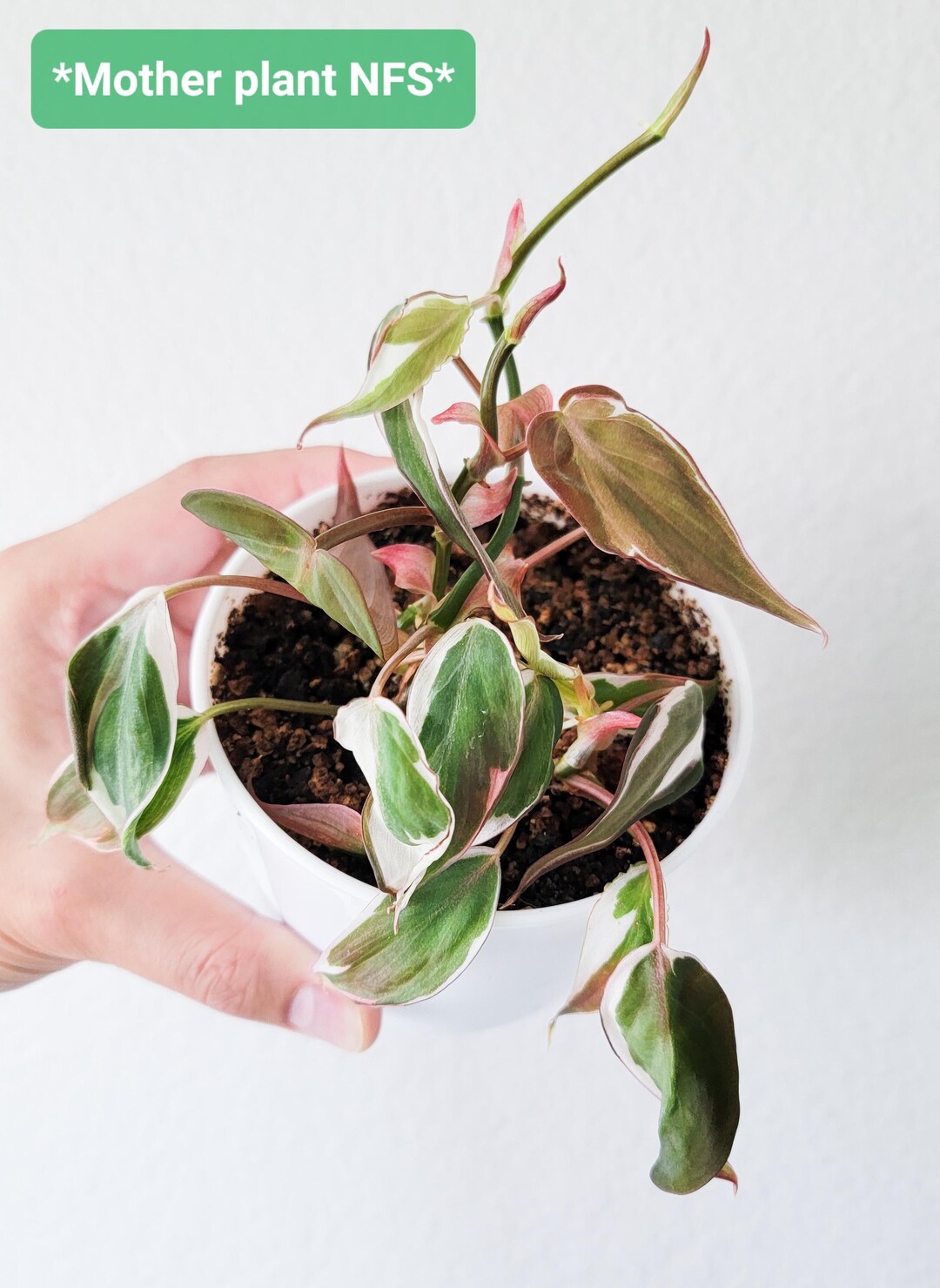 Variegated Philodendron Micans 'velvet Halo' – Fully Rooted Live Plant ...