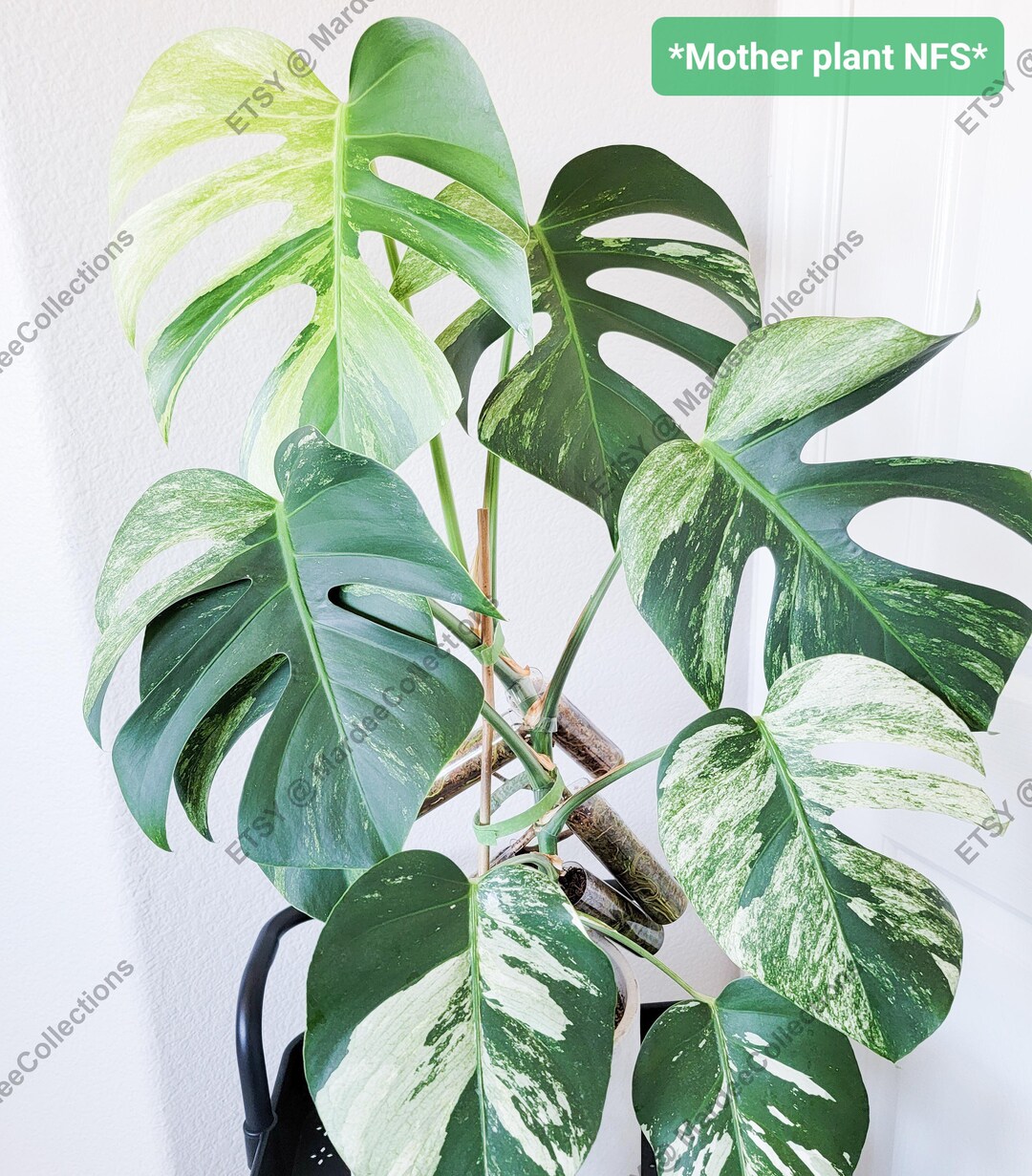 Variegated Monstera mint Noid Plant FREE UPS Next Day Air Shipping ...