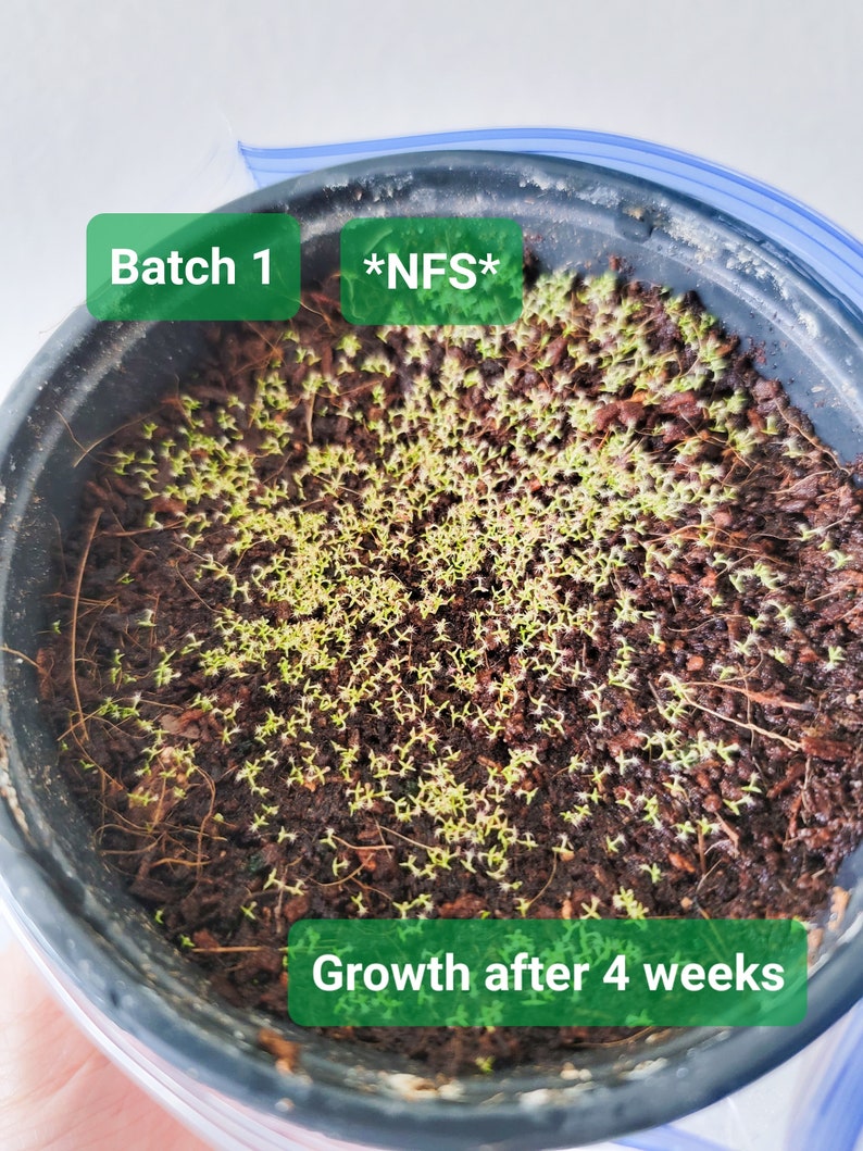 Drosera Capensis "all Red" Seeds, Cape Sundew, Perennial Subtropical ...