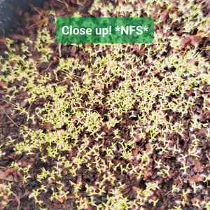 Drosera Capensis "all Red" Seeds, Cape Sundew, Perennial Subtropical ...