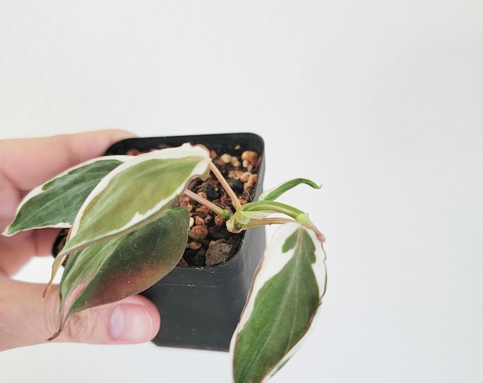 Variegated Philodendron Micans 'velvet Halo' – Fully Rooted Live Plant ...