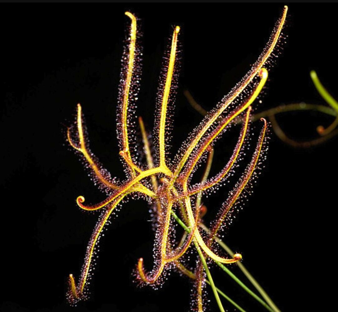 Drosera Binata Var. Multifida "extrema" Red Seeds, Cape Sundew ...