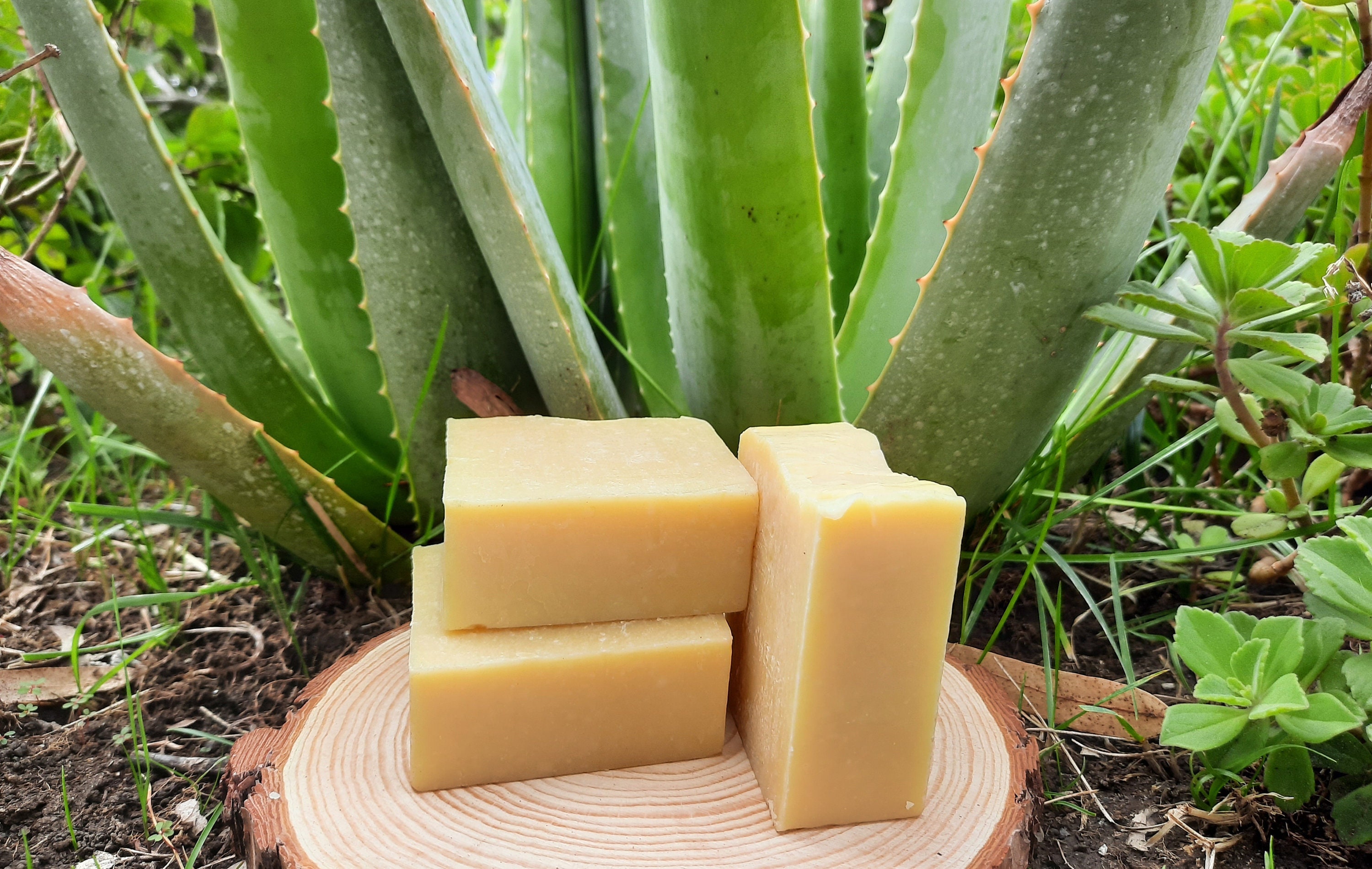Organic Aloe Vera Soap Bar - Etsy