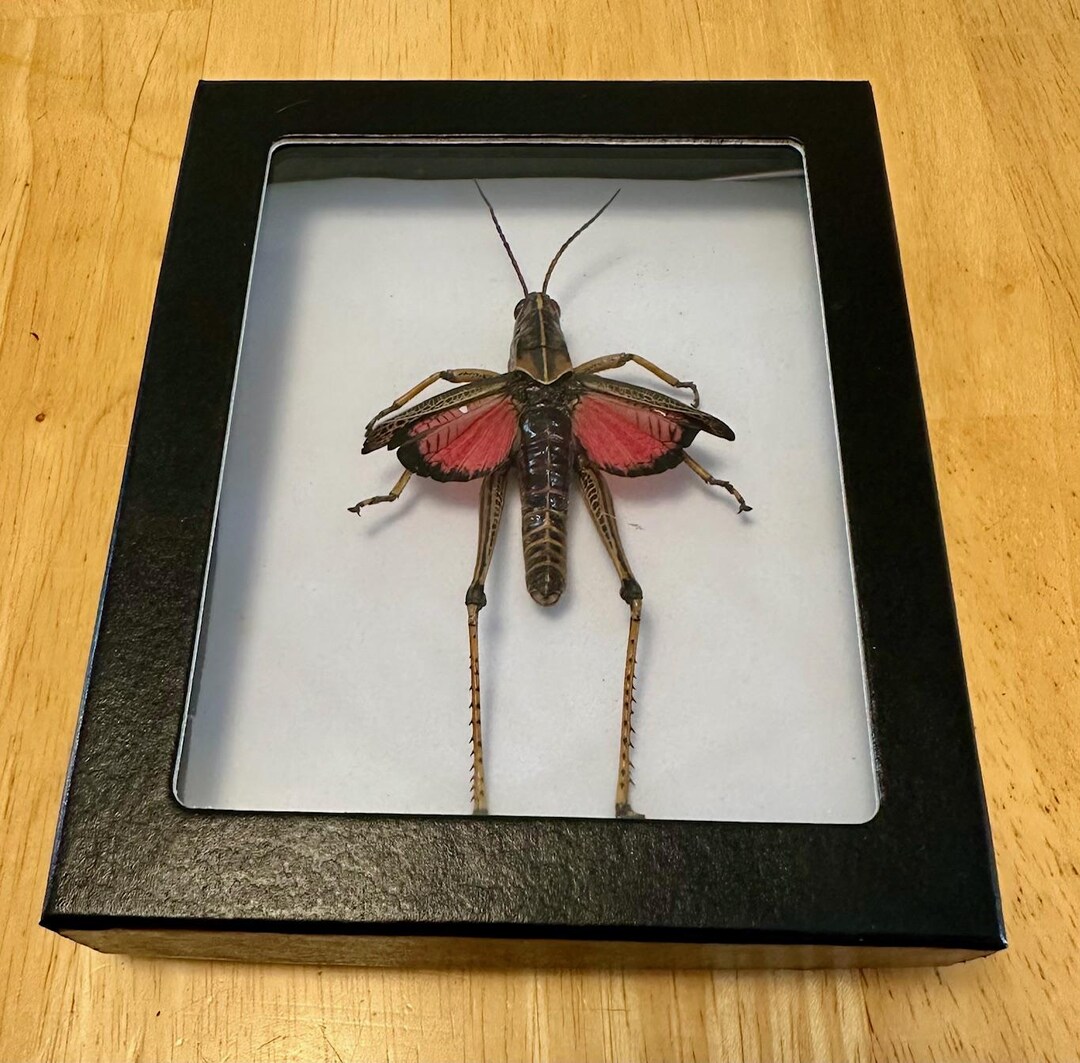 Hand Pinned Lubber Grasshopper Romalea Microptera Framed - Etsy