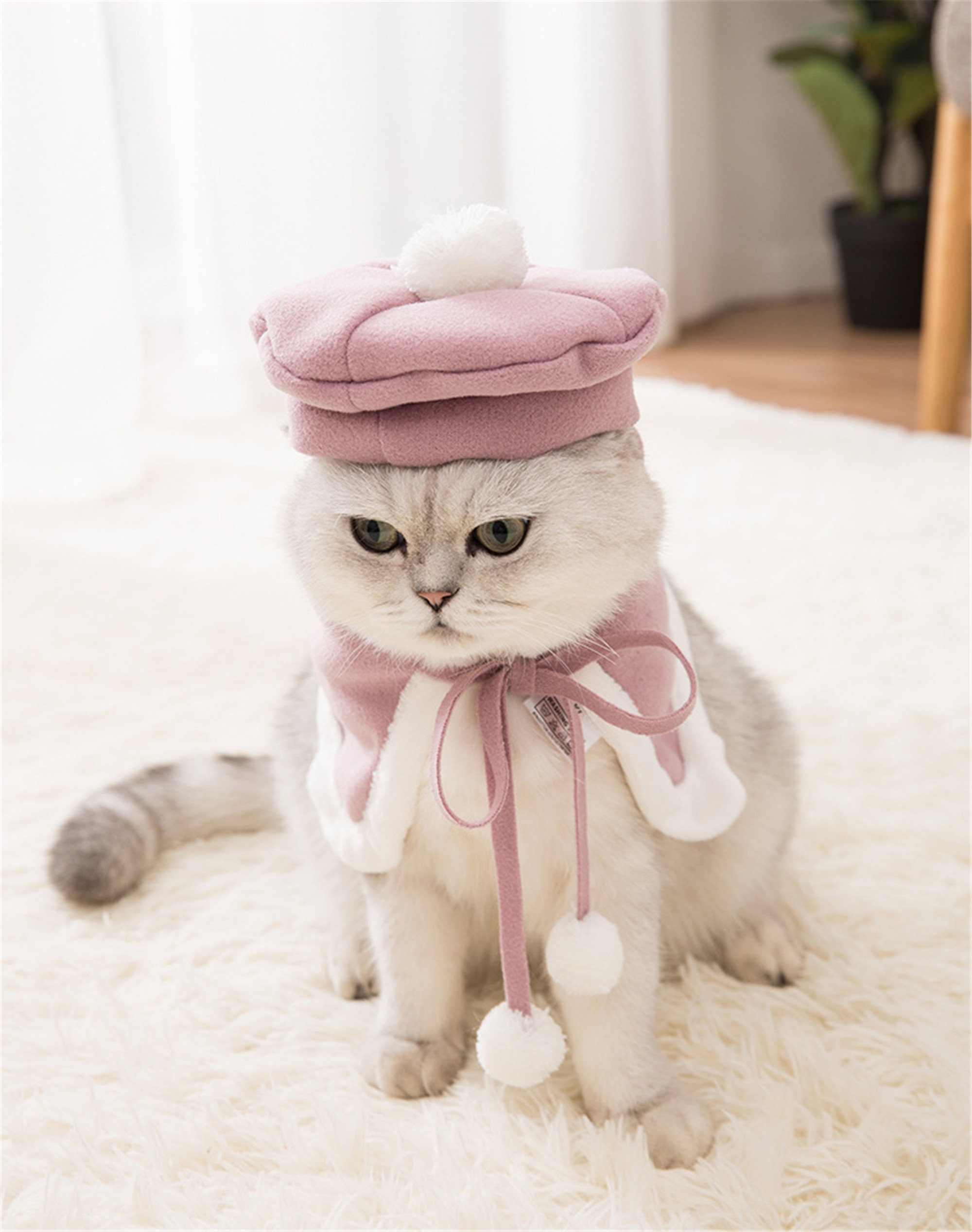 Ropa de gato moda pet gato traje sin pelo sombrero gato | Etsy