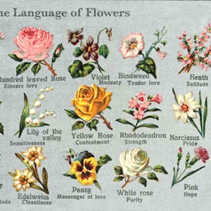 Greeting Card Language of Flowers - Etsy