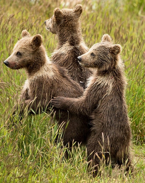 Cute KODIAK BEAR CUBS Photo - Etsy