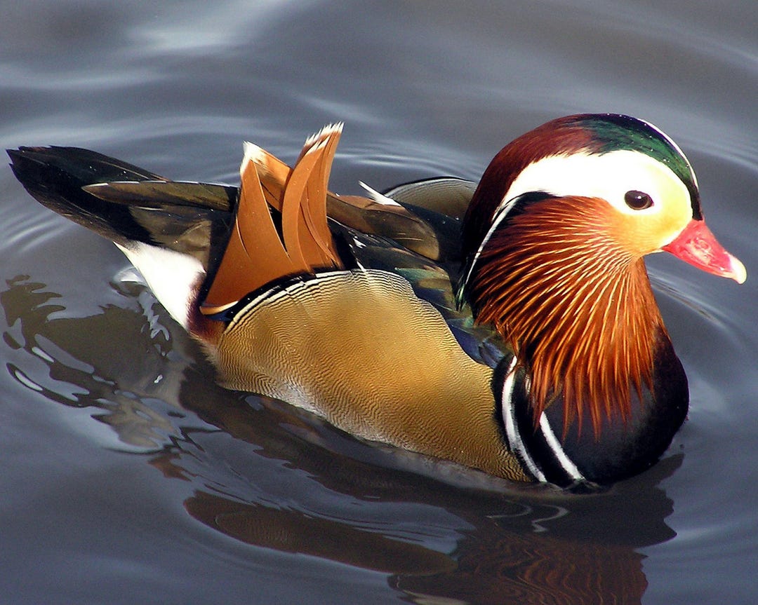Colorful MANDARIN DUCK Photo - Etsy