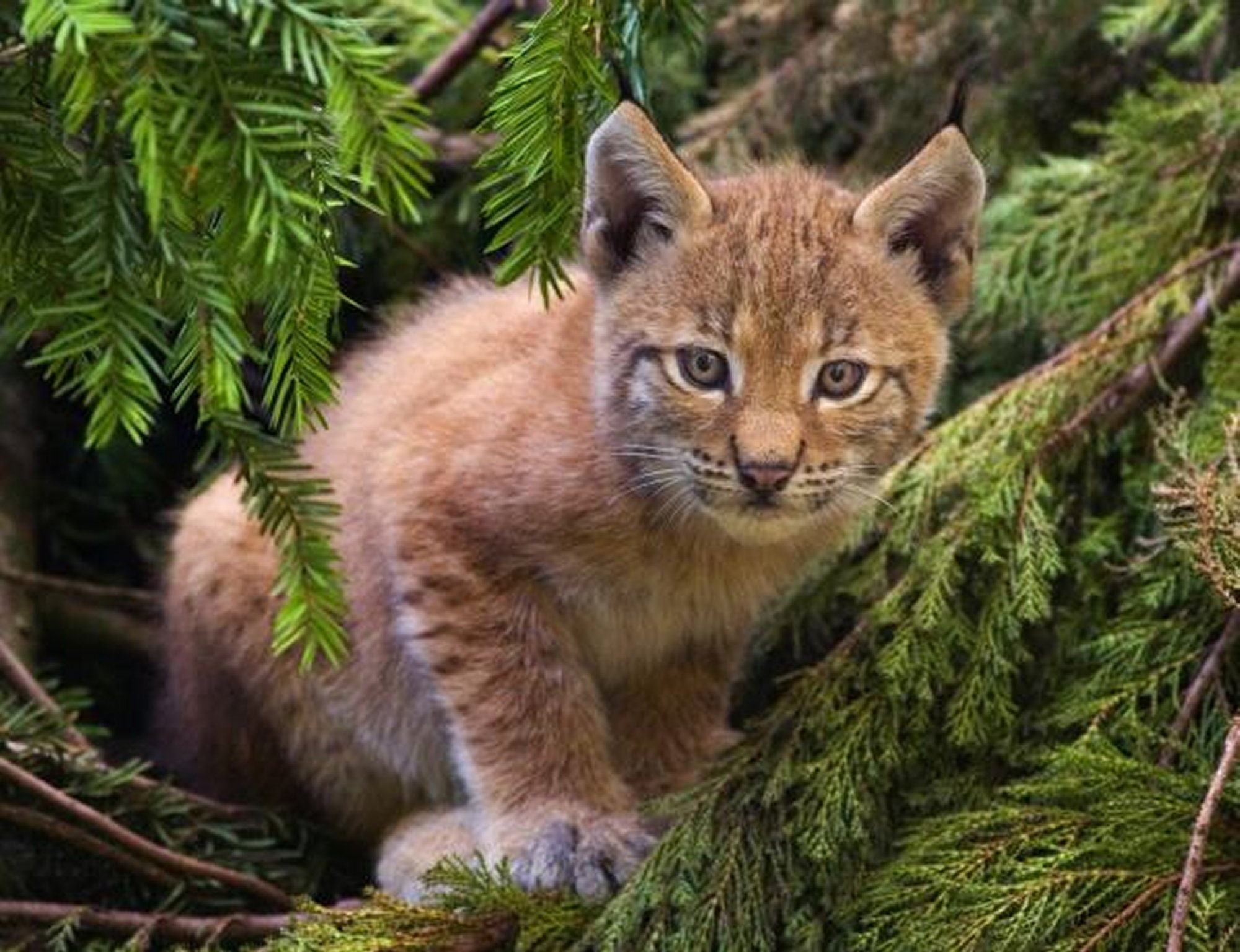 LYNX KITTEN Cute Photo - Etsy