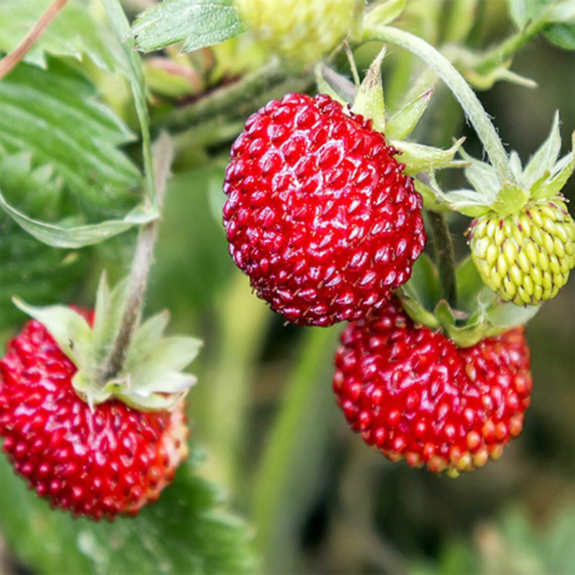 Alpine Strawberry seeds UK Mignonette 100 seeds Origin UK | Etsy