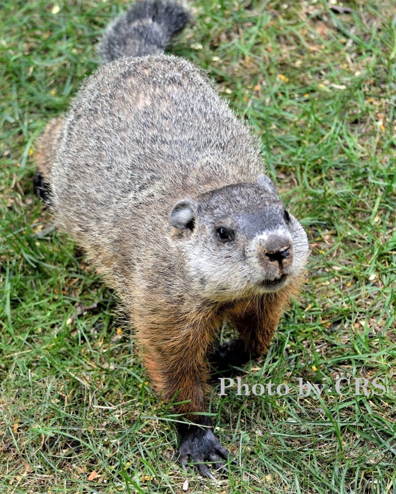 Groundhog looking for a treat. | Etsy