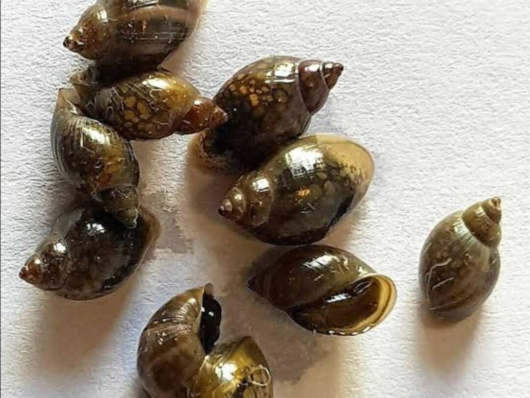 8 Live Bladder Snails – Great Clean-up Crew for Aquariums - Etsy