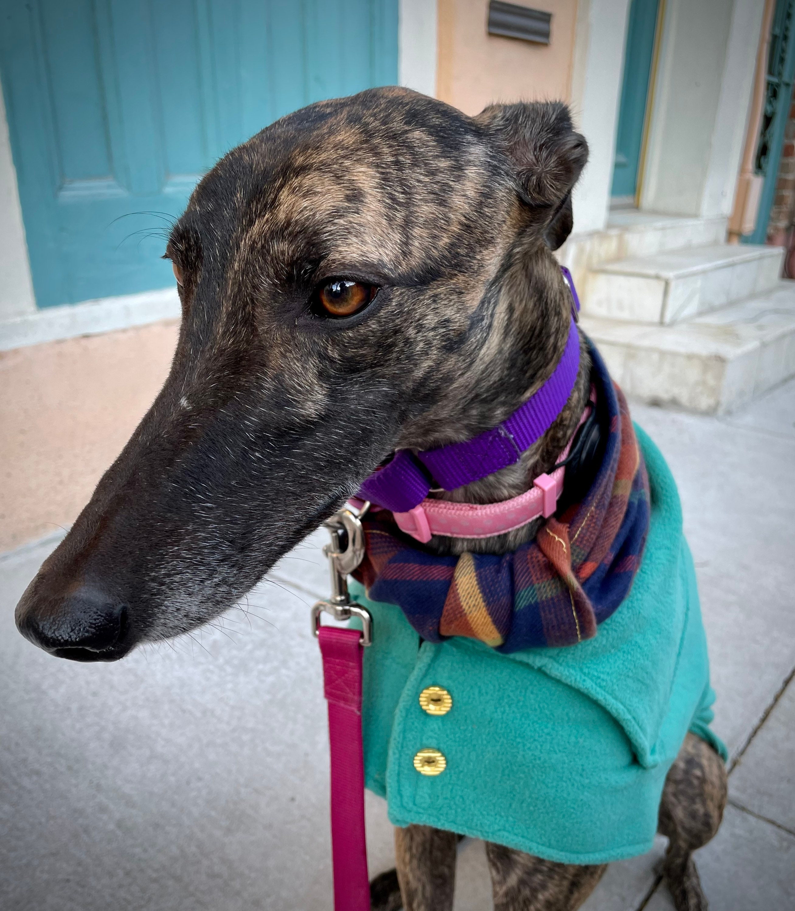 The Dapper Dandy Dog Coat - Etsy