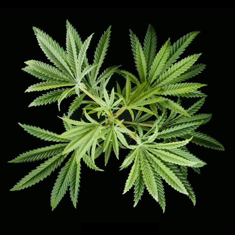 Sugacute 25cm/10inch Artificial Marijuana Faux Cannabis Hemp Replica ...