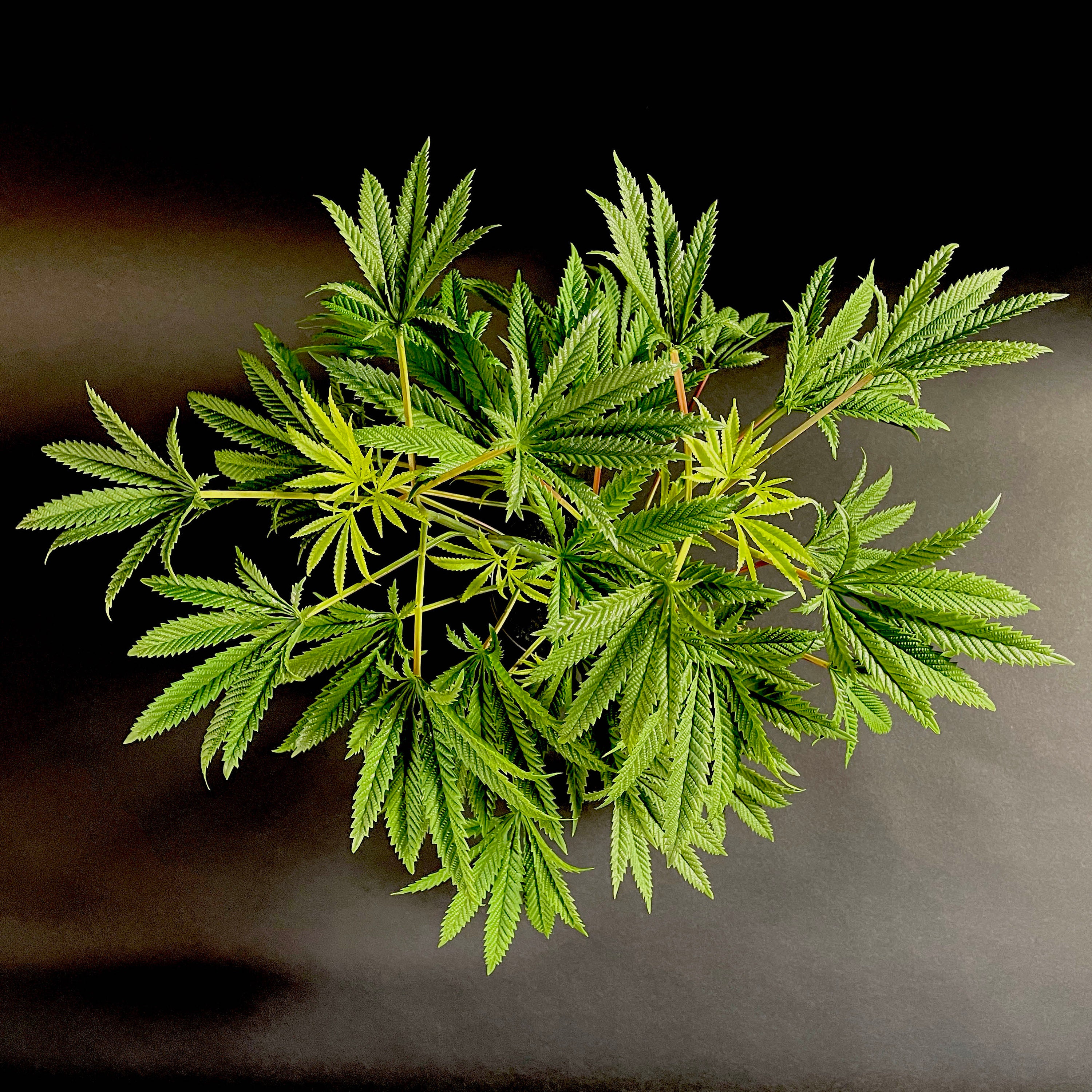 Suganova 50cm/20inch Artificial Marijuana Faux Cannabis Hemp Replica ...
