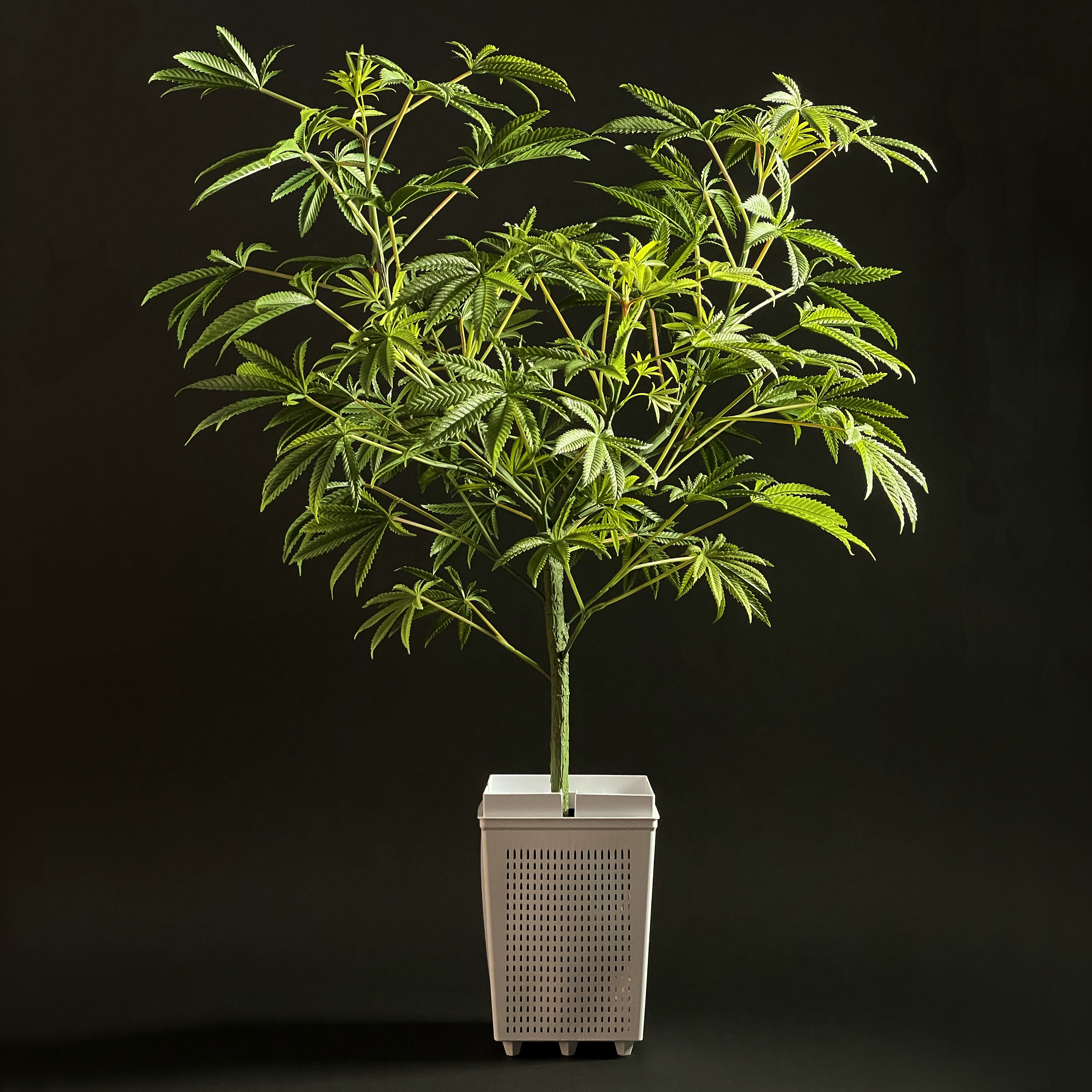 Sugalush 95cm/37inch Artificial Marijuana Faux Cannabis Hemp - Etsy