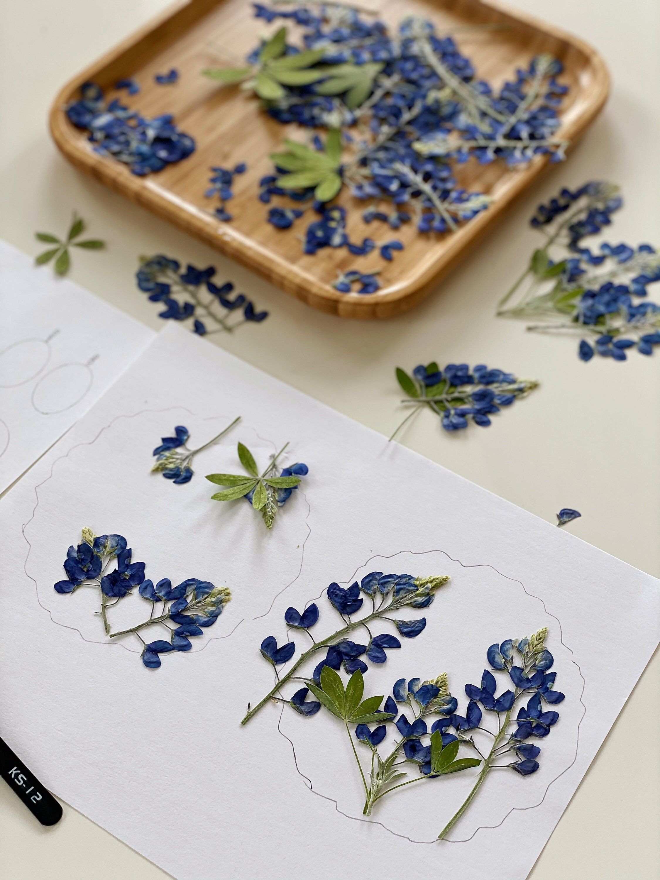 Bluebonnet Earrings /dried Flower Earrings/bluebonnet - Etsy