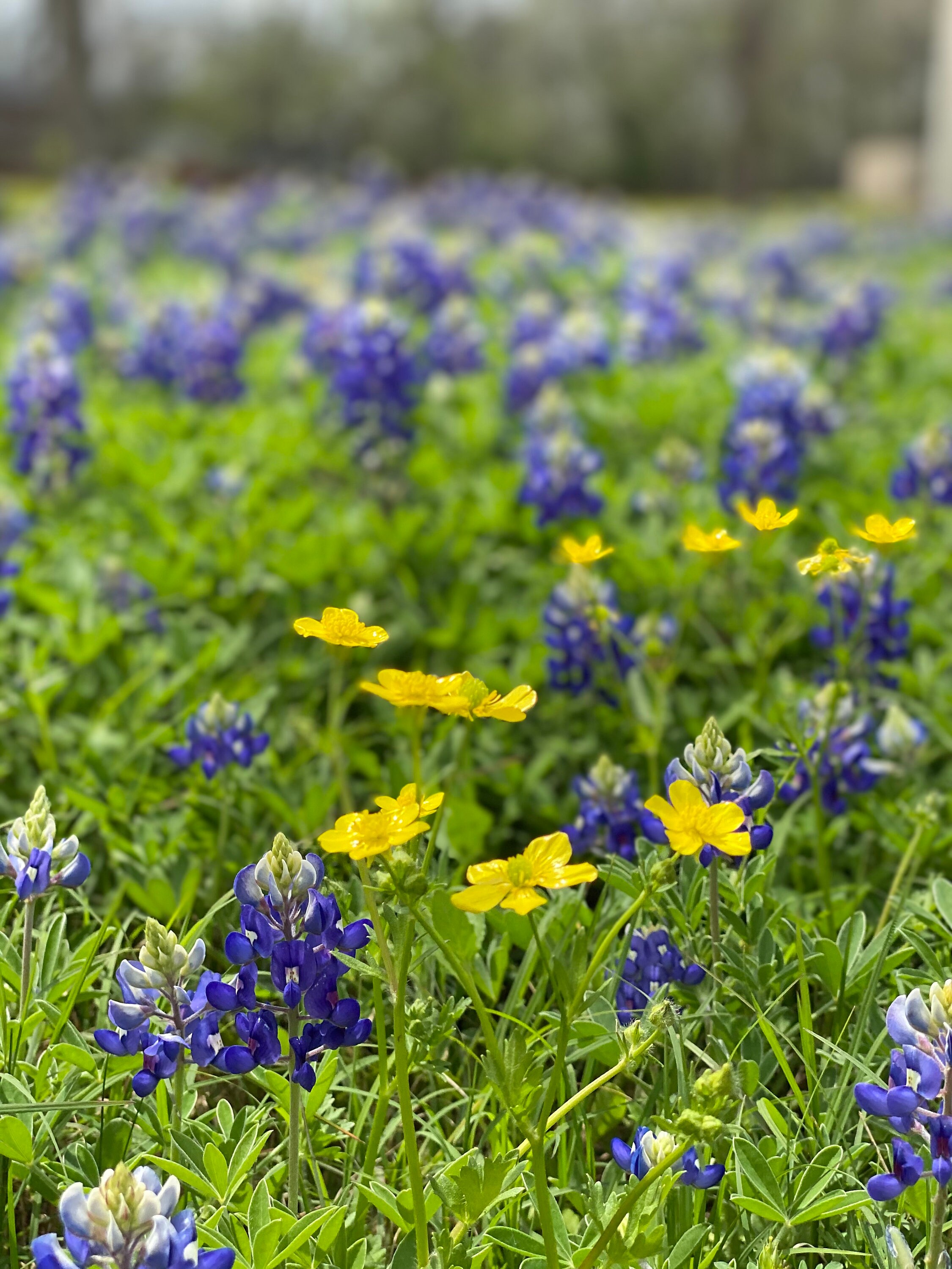 Bluebonnet Earrings /dried Flower Earrings/bluebonnet - Etsy