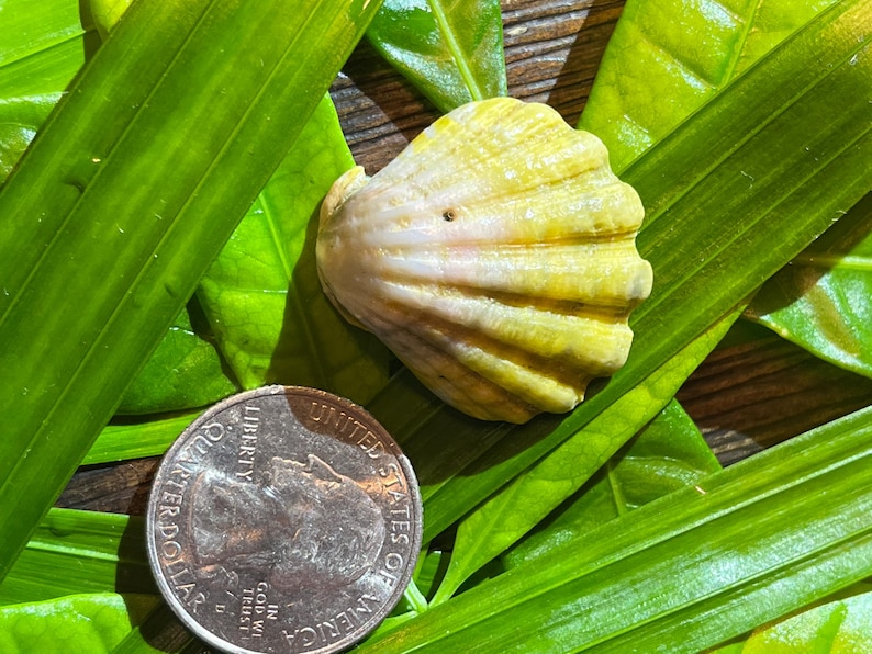 Sunrise Shell , Langford's Pecten O‘ahu Hawaii Sunrise Sea Shells #22 ...