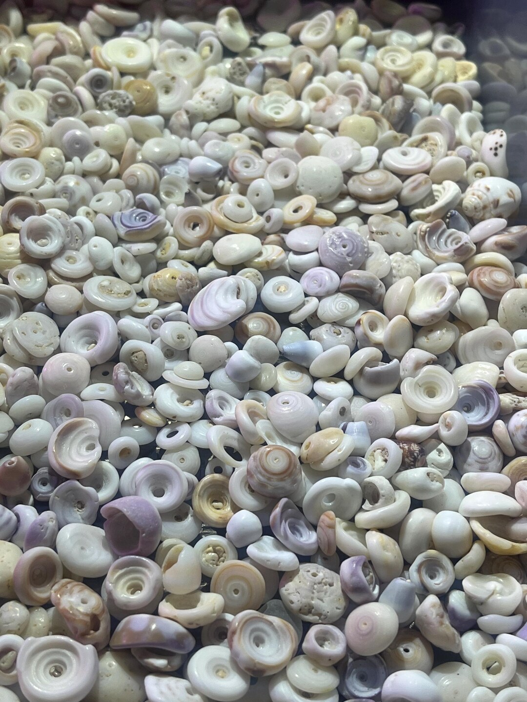 50 Puka Shells. Medium to Large- Hand Picked North Shore Hawaiian Bulk ...